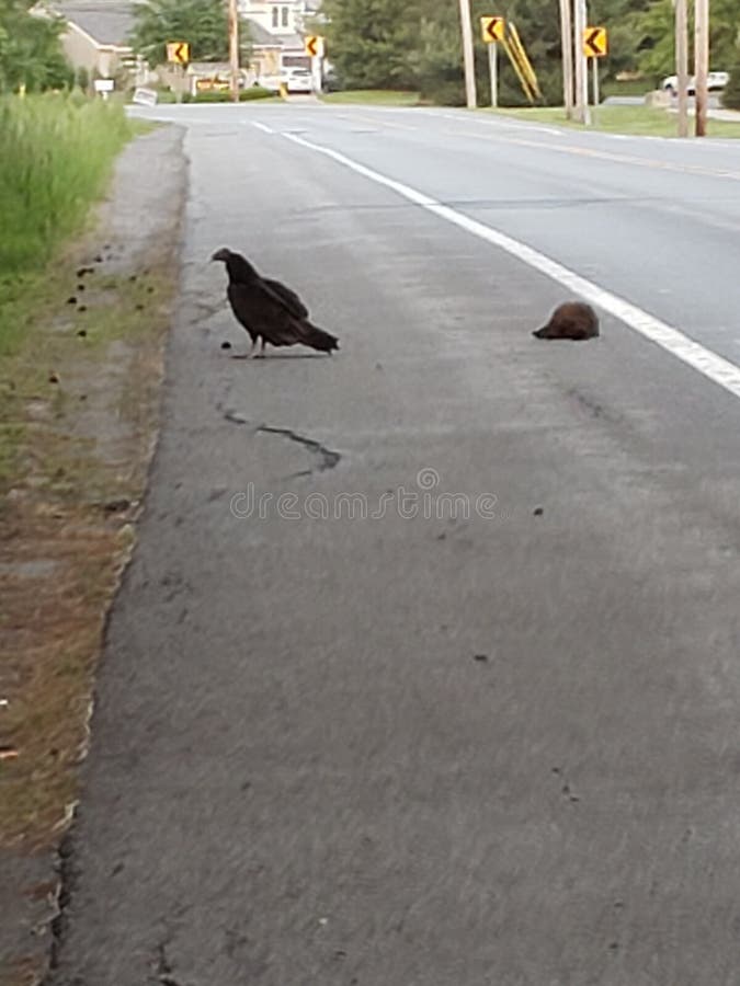 Scavenger Bird Eating Something Dead on the Road Stock Image - Image of ...