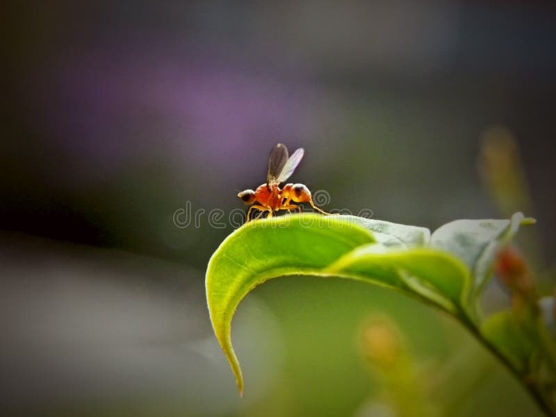 Scavenger fly stock photo. Image of pests, scavengers - 31409720