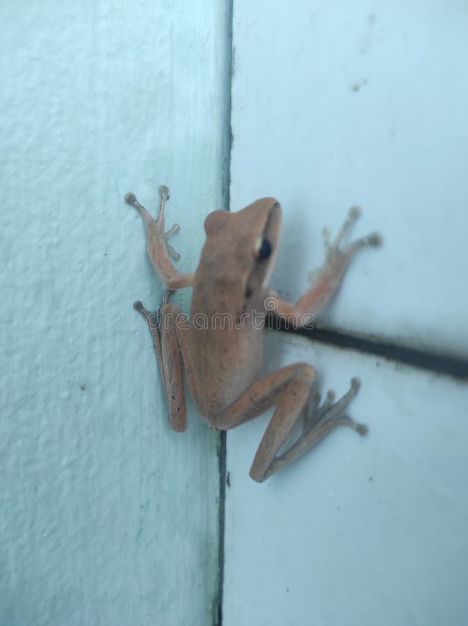 Scavenger Frog Stock Photos - Free & Royalty-Free Stock Photos from ...