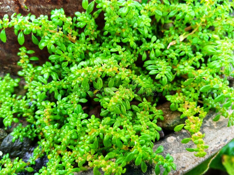 Scavenger Weed or Pilea Microphylla As Herb Plant Stock Photo - Image ...