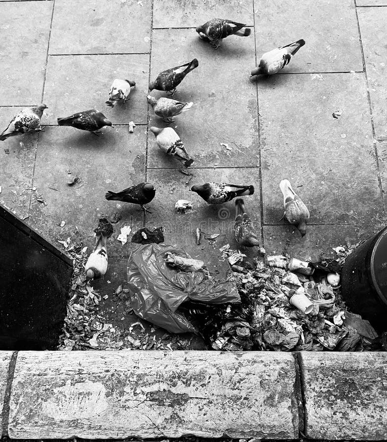 Scavenging birds editorial stock image. Image of food - 339568539