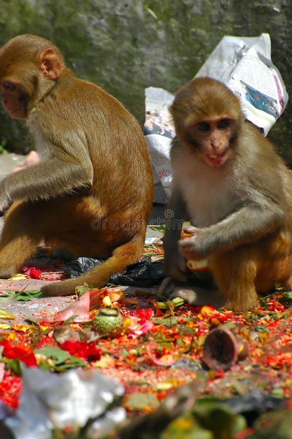 3+ Scavenging monkeys Free Stock Photos - StockFreeImages