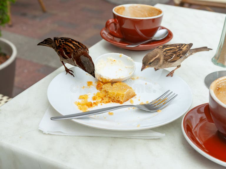 Scavenging Sparrows on Cafe Table Stock Photo - Image of scene, animal ...