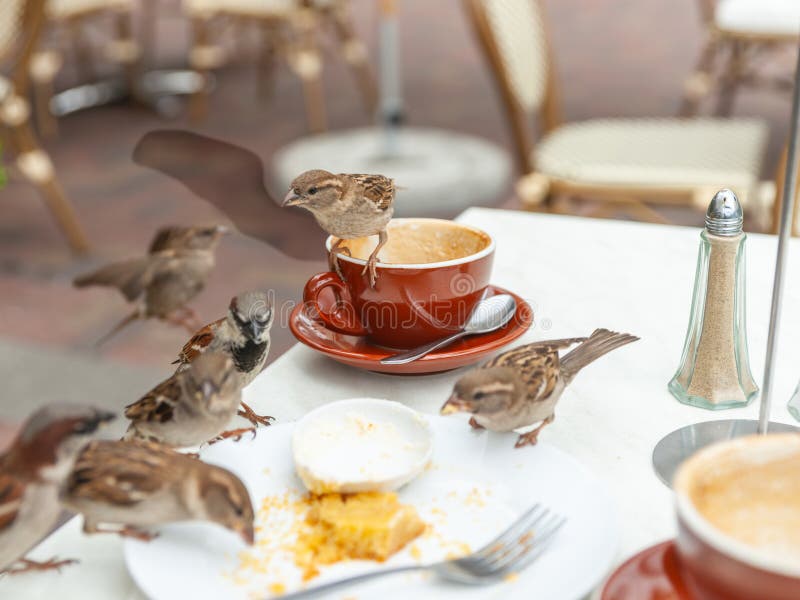 Scavenging Sparrows on Cafe Table Stock Photo - Image of coffee, animal ...