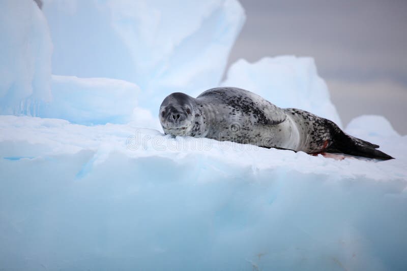 Le Léopard De Mer En Antarctique Dans Sa Nature Image stock - Image du ...