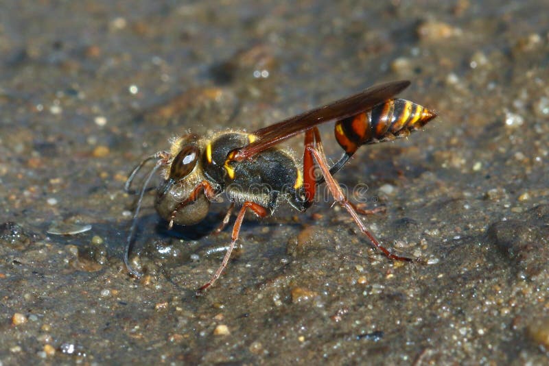 Sceliphron Curvatum, Mud-dauber Invasive Wasp is Make Mud Ball for Nest ...
