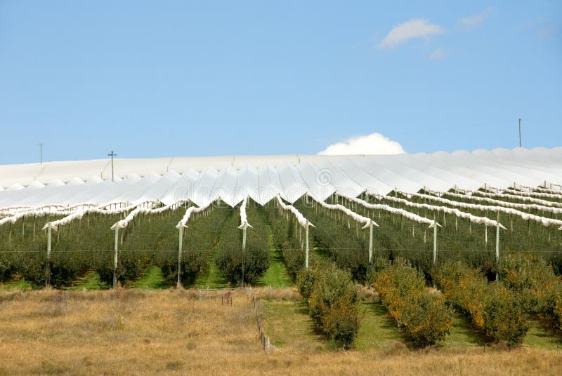 Scena del frutteto immagine stock. Immagine di fila, coltivato - 5006479