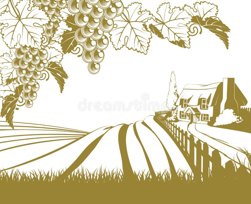 Grafico Della Vigna Della Vite Di Alba Illustrazione Vettoriale ...