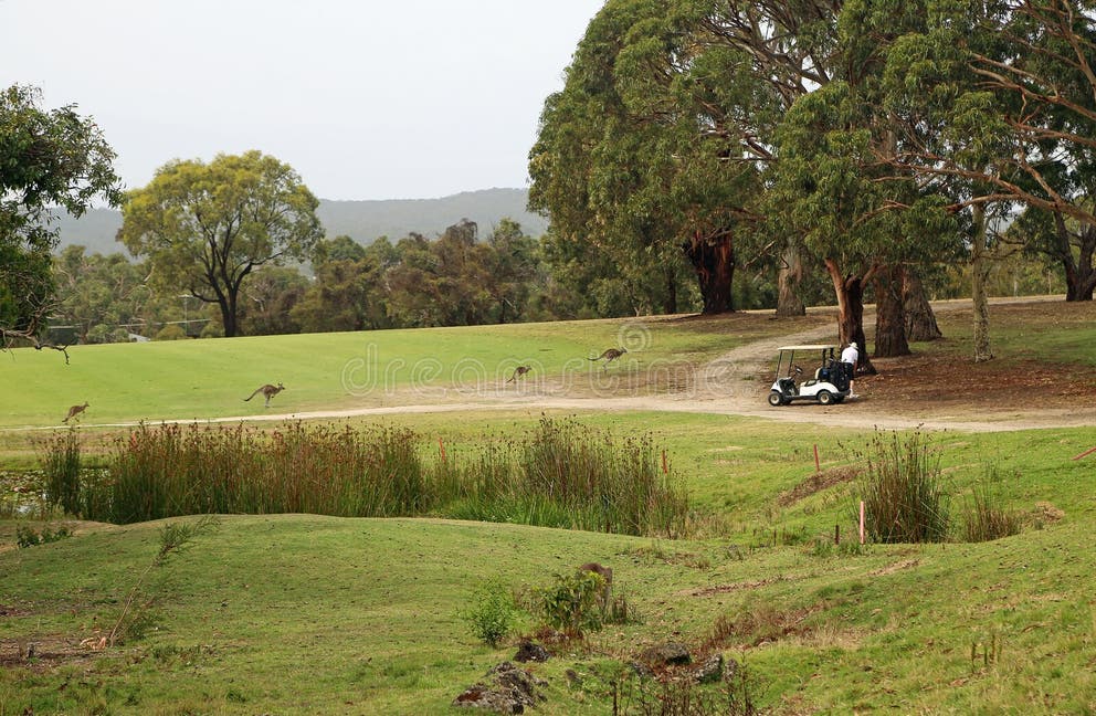 Scene on Anglesea Golf Course Stock Image - Image of marsupial, green ...