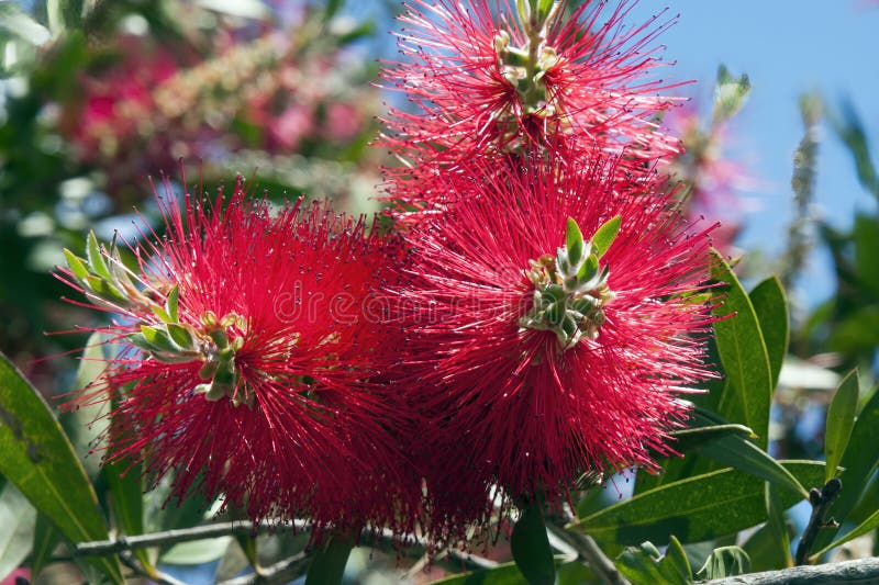 Flowers of a Native Red Bottlebrush Tree Stock Image - Image of ...