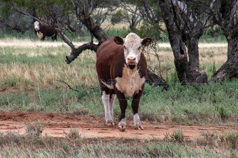 Red and White Hereford Cattle in Paddock Stock Photo - Image of white ...