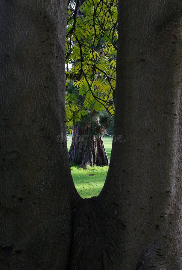 Scene of an Autumn Tree Framed through a V-shaped Tree Stock Photo ...