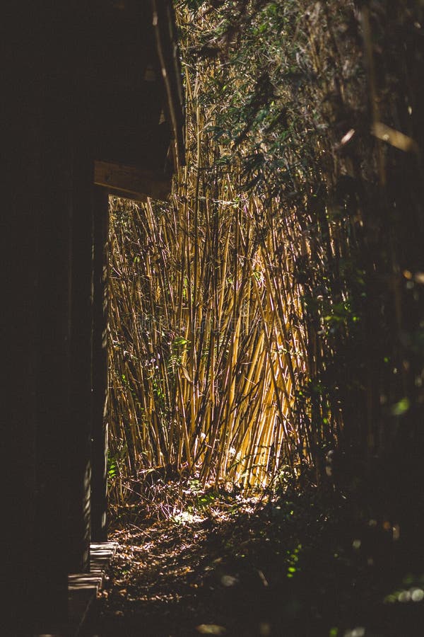 Bamboo and sun glare scene stock photo. Image of close - 113407350