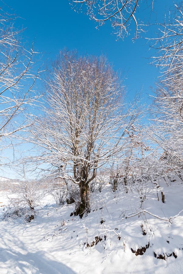 Scene of a Beautiful Snow Covered Winter Garden Stock Photo - Image of ...