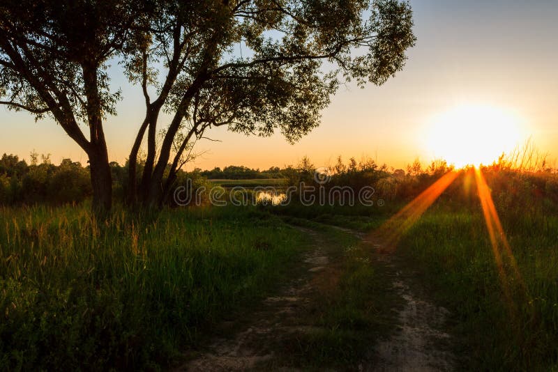 Scene of Beautiful Sunset at Summer Field with Trees and Grass Stock ...