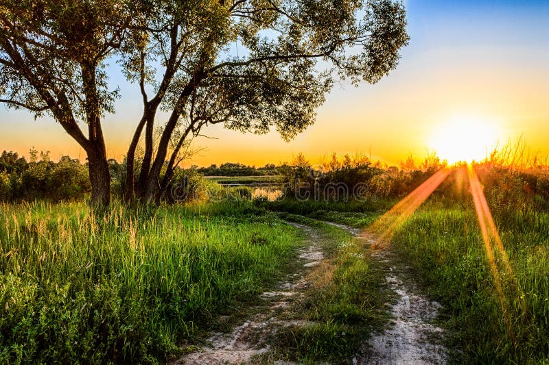 Scene of Beautiful Sunset at Summer Field with Trees and Grass Stock ...