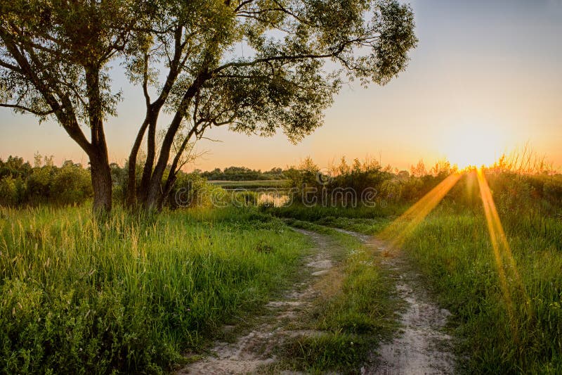 Scene of Beautiful Sunset at Summer Field with Trees and Grass Stock ...
