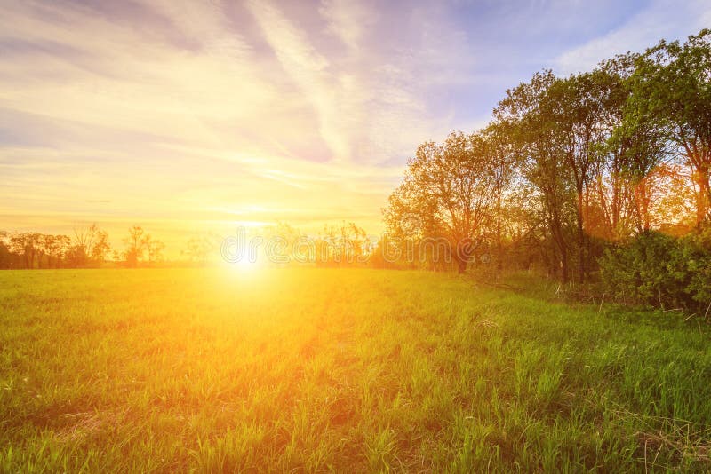 Scene of Beautiful Sunset at Summer Field Stock Photo - Image of ...