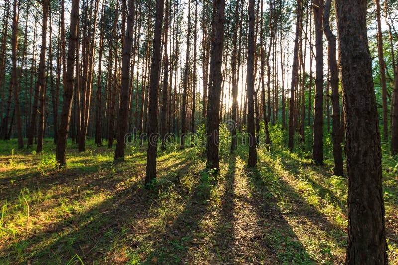 Scene of Beautiful Sunset at Summer Pine Forest with Trees and G Stock ...