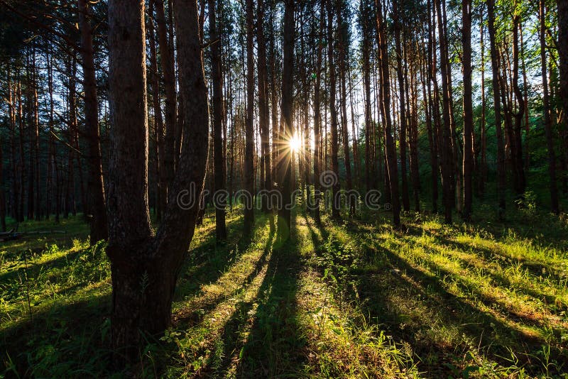 Scene of Beautiful Sunset at Summer Pine Forest with Trees and G Stock ...