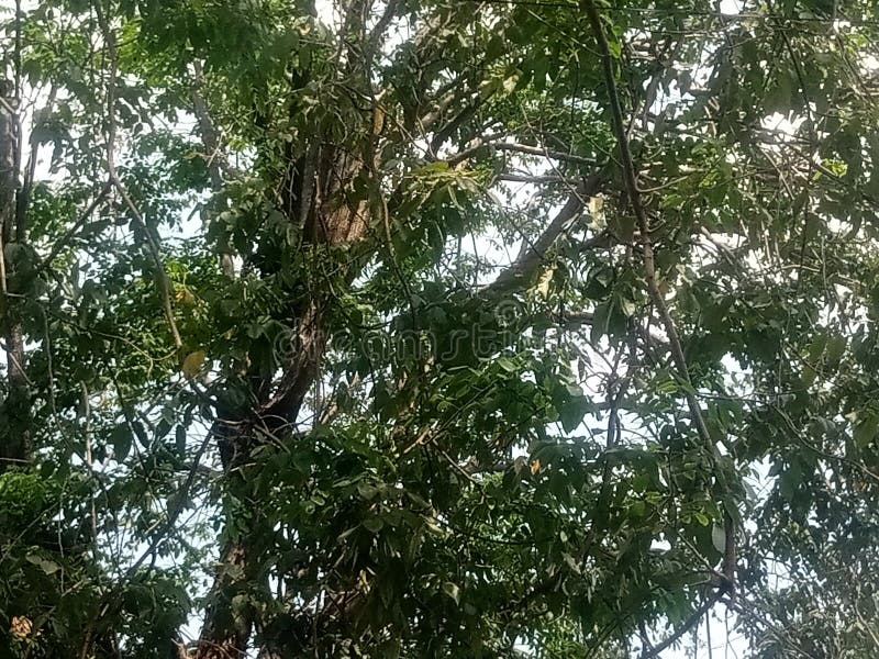 Scene Beauty Shade Tree, Refresh Stock Photo - Image of refresh, beauty ...