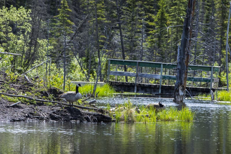 Scene of a Beaver (Castor) in Hinton Town, Alberta, Canada Stock Image ...