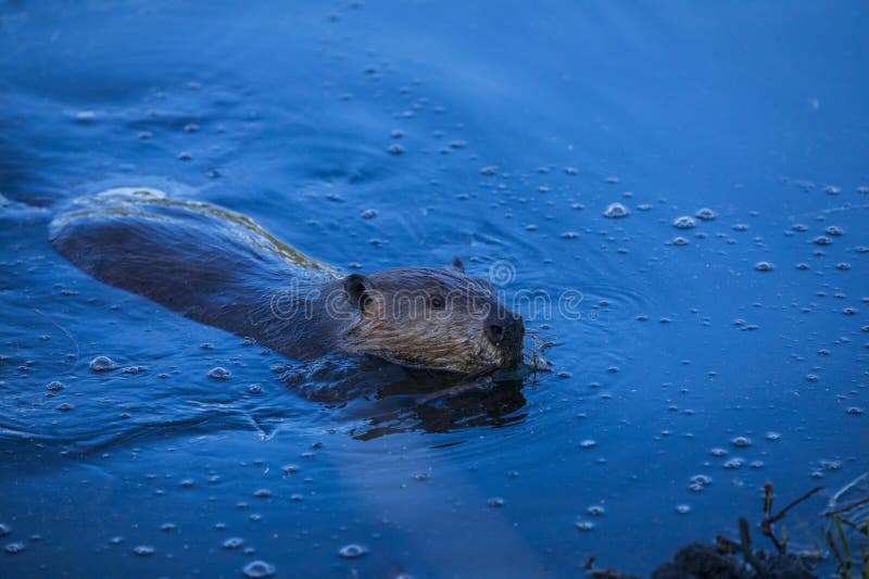 Scene of a Beaver (Castor) in Hinton Town, Alberta, Canada Stock Photo ...