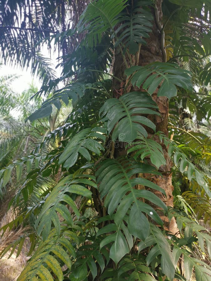 Big Leafly Monsteria Plant Crawling on the Palm Tree Stock Photo ...