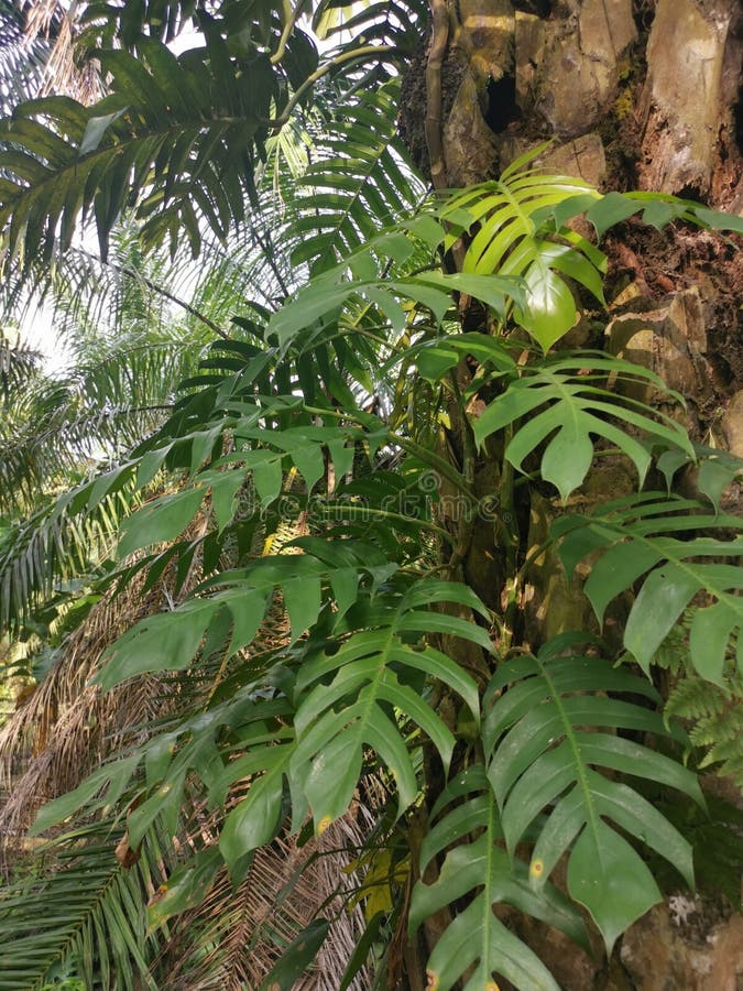 Dead Monstera Houseplant Stock Photos - Free & Royalty-Free Stock ...