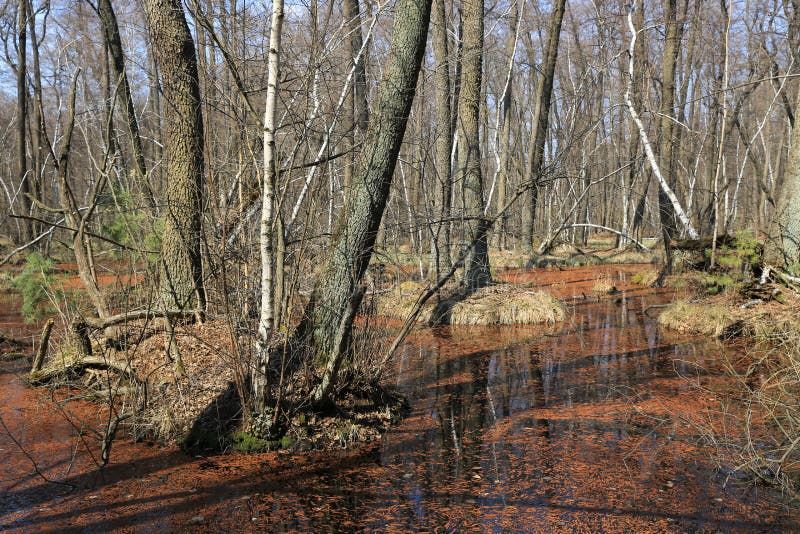 Scene on bog in forest stock photo. Image of natural - 144288470