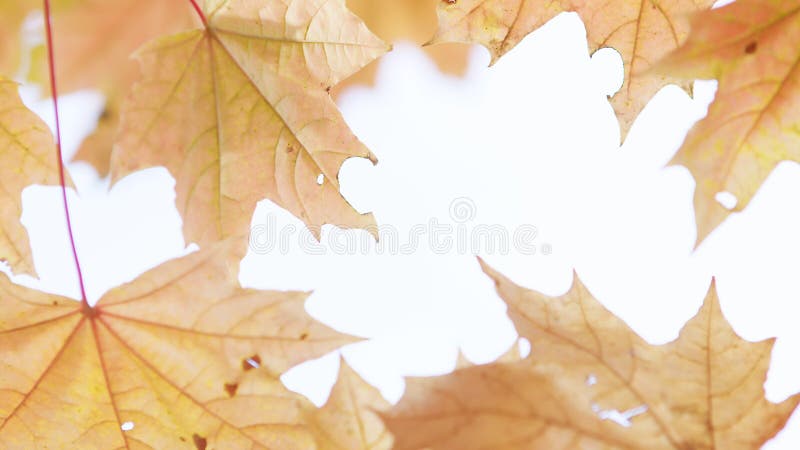 Scene Close Up of Colorful Maple Leaf that is Blowing by the Wind ...