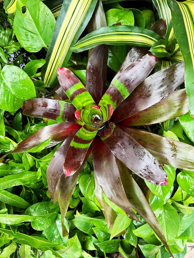 Colorful Bromeliad in the Jungle Environment of Xcaret Park in the ...