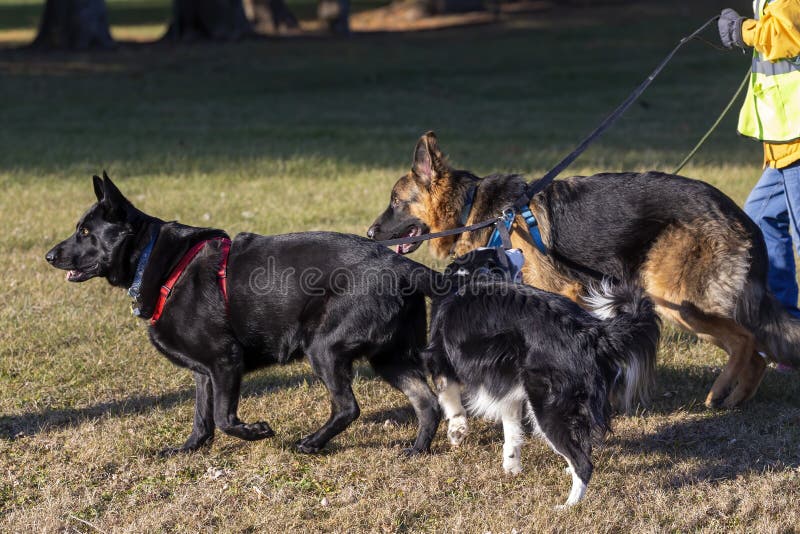 Walk with Dogs in the Countryside Stock Image - Image of countryside ...