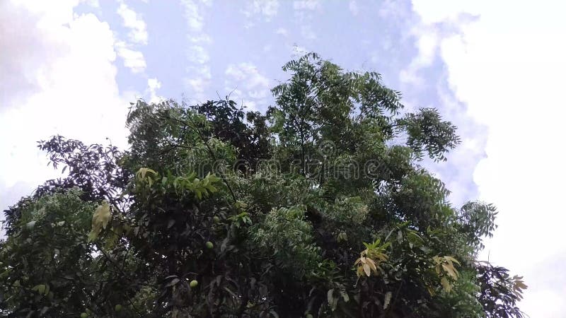 Cyclone Approaching: Trees and Plants Swaying in Heavy Wind Stock Video ...