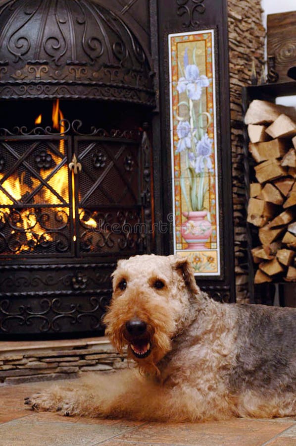 Scene with the dog stock image. Image of jewelry, idyllic - 18319755