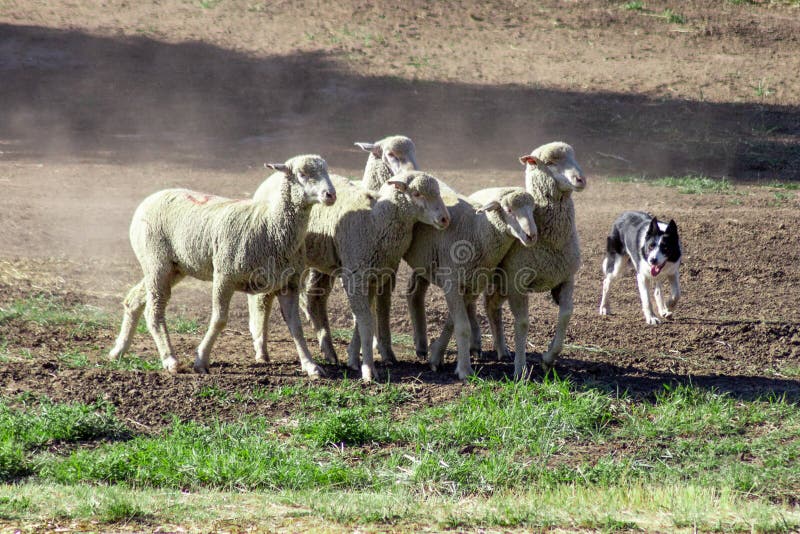 Herding the Sheep stock image. Image of woolly, sheepdog - 664261