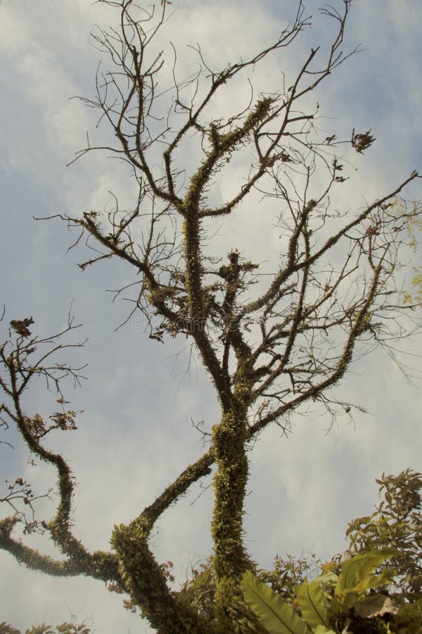 Scene of Dragons Scale Fern Propagating Around Trunk Stock Image ...