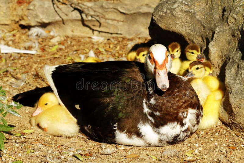 Scene duck chicks stock image. Image of wildlife, waterfowl - 25625693
