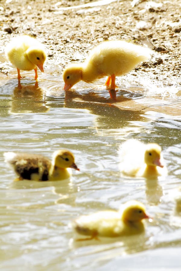 Scene duck chicks stock image. Image of wildlife, waterfowl - 25625693