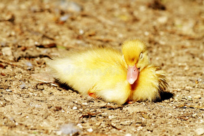 Scene duck chicks stock image. Image of wildlife, swan - 25625825