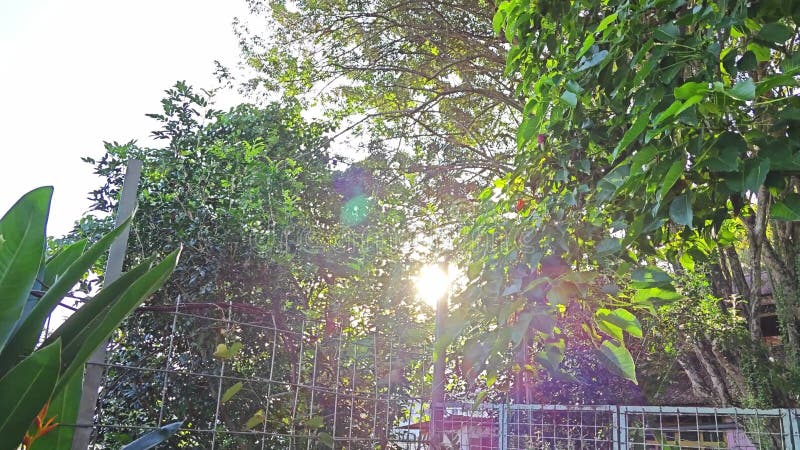 Scene of the Extremely Bright Sunlight Peeking through Leaves Branches ...