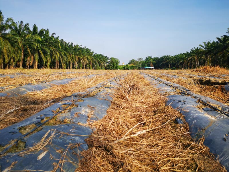 Scene of the Fallow Land Against the Blue Morning Sky. Stock Photo ...