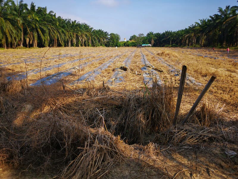 Scene of the Fallow Land Against the Blue Morning Sky. Stock Photo ...