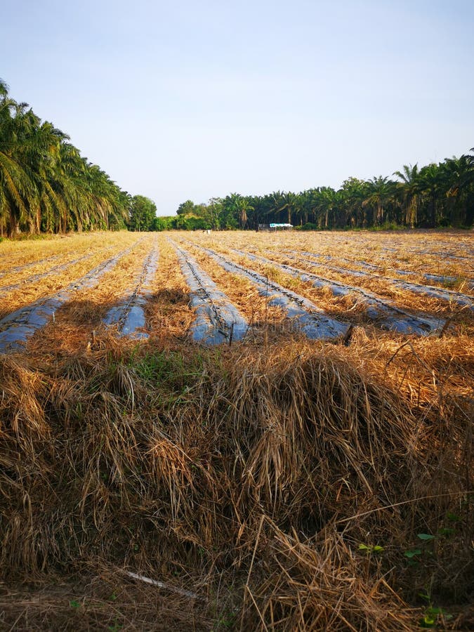 Fallow Land for the Sowing of Potatoes Stock Image - Image of fallow ...