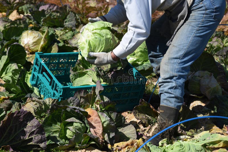 Harvest work of cabbage. stock image. Image of delicious - 173669871
