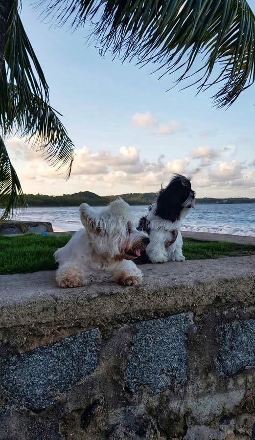 Two Dogs Resting on a Stone Wall by the Beach. Stock Photo - Image of ...