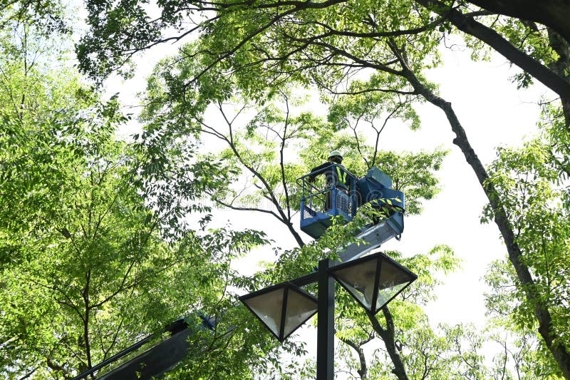 Scene of Felling the Branches of a Large Tree Using a Crane for High ...