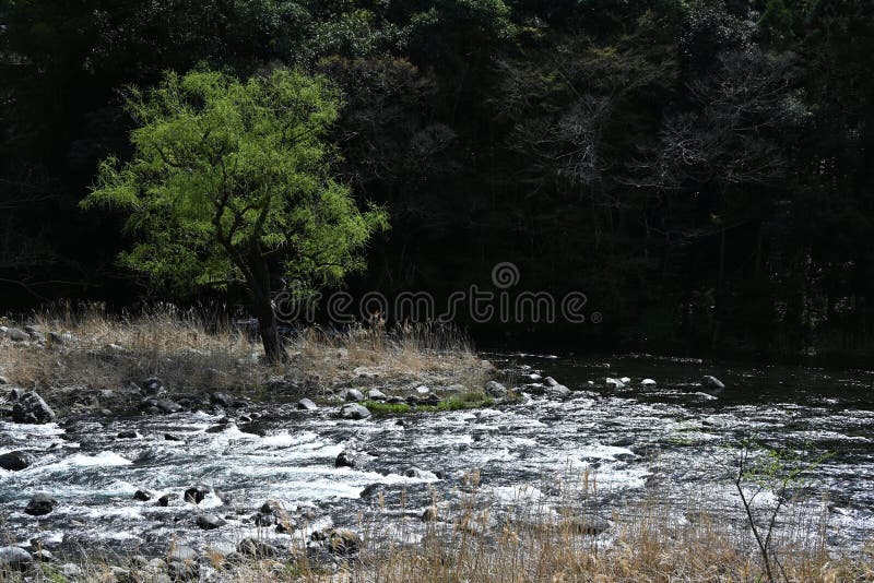 Scene of Flowing Water in a Spring Stream in Japan. Stock Photo - Image ...