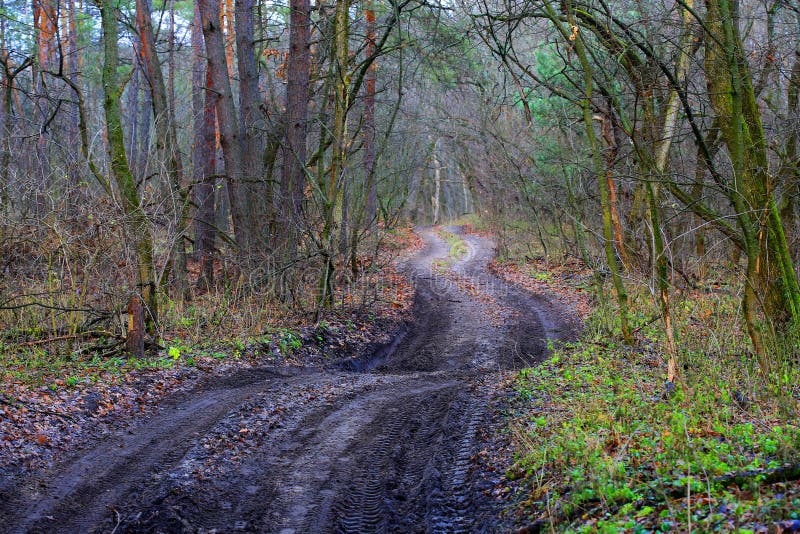 Dirt road in forest stock photo. Image of path, countryside - 105898658