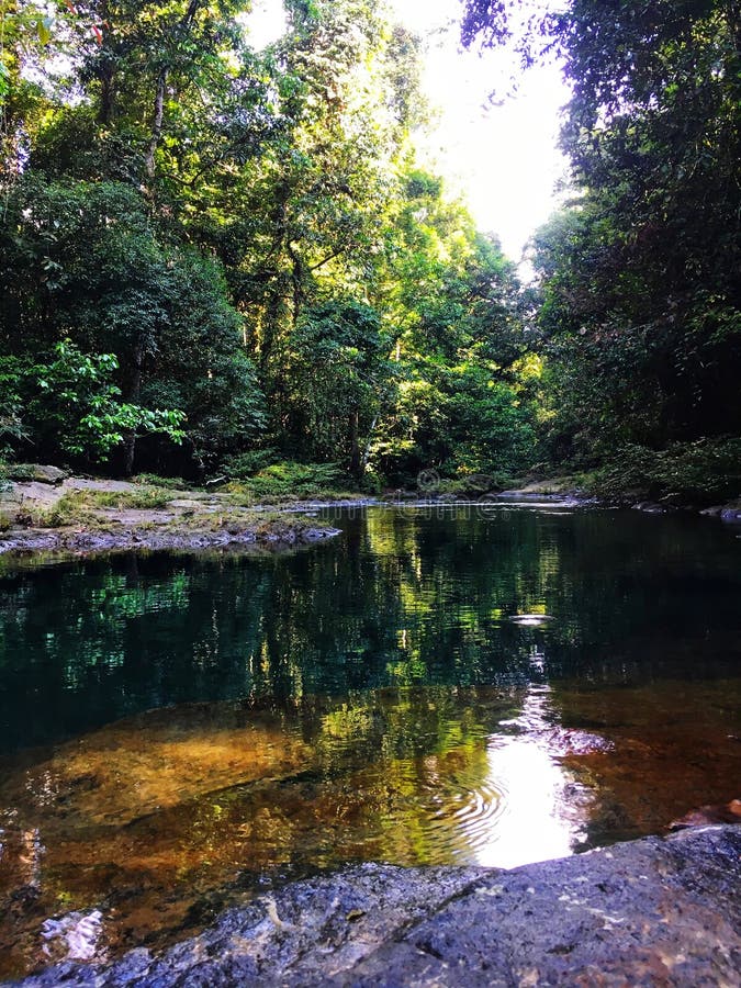 A Scene in the Forest Filled with Wild Sounds Stock Photo - Image of ...